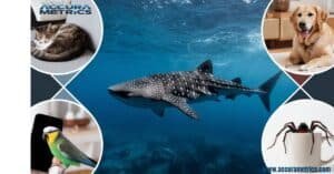 Comparing Animal Sizes to Common Household items - Accura Metrics