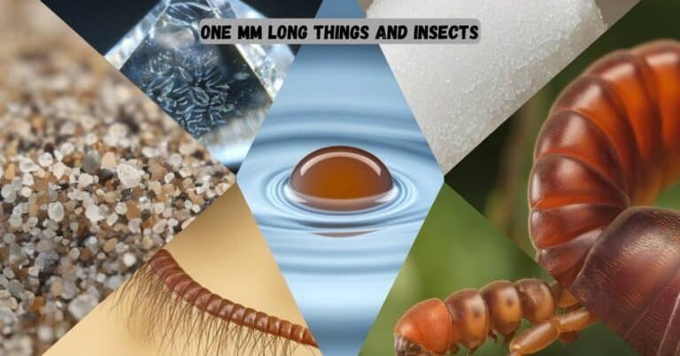 1 Millimeter Long Things and Insects - Accura Metrics